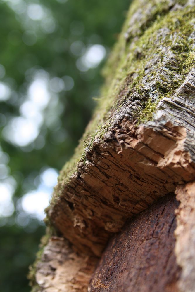 die Rinde vom Korkbaum Foto & Bild | europe, portugal, algarve Bilder ...