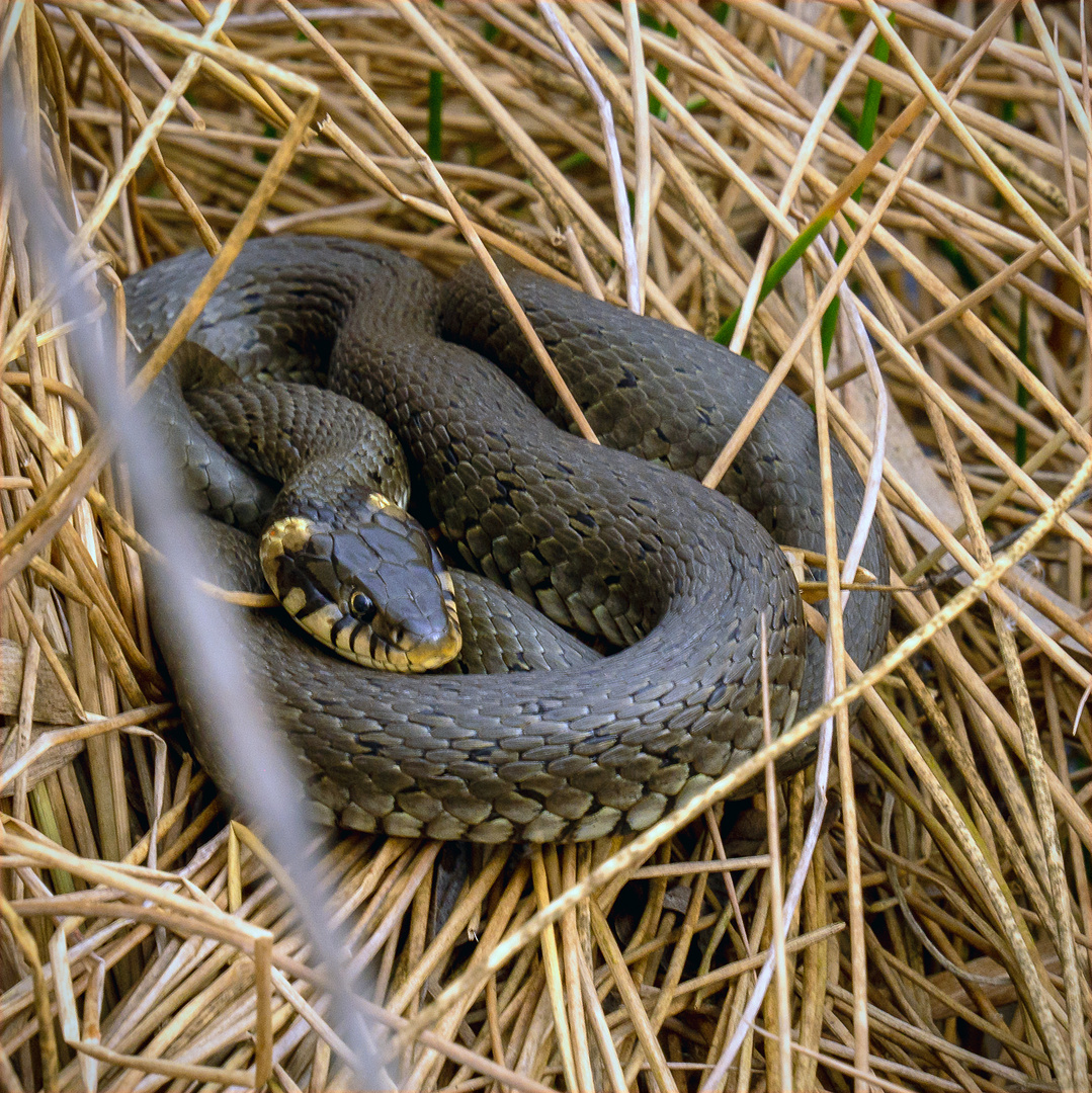 die Ringelnatter... Foto & Bild | tiere, wildlife, amphibien ...