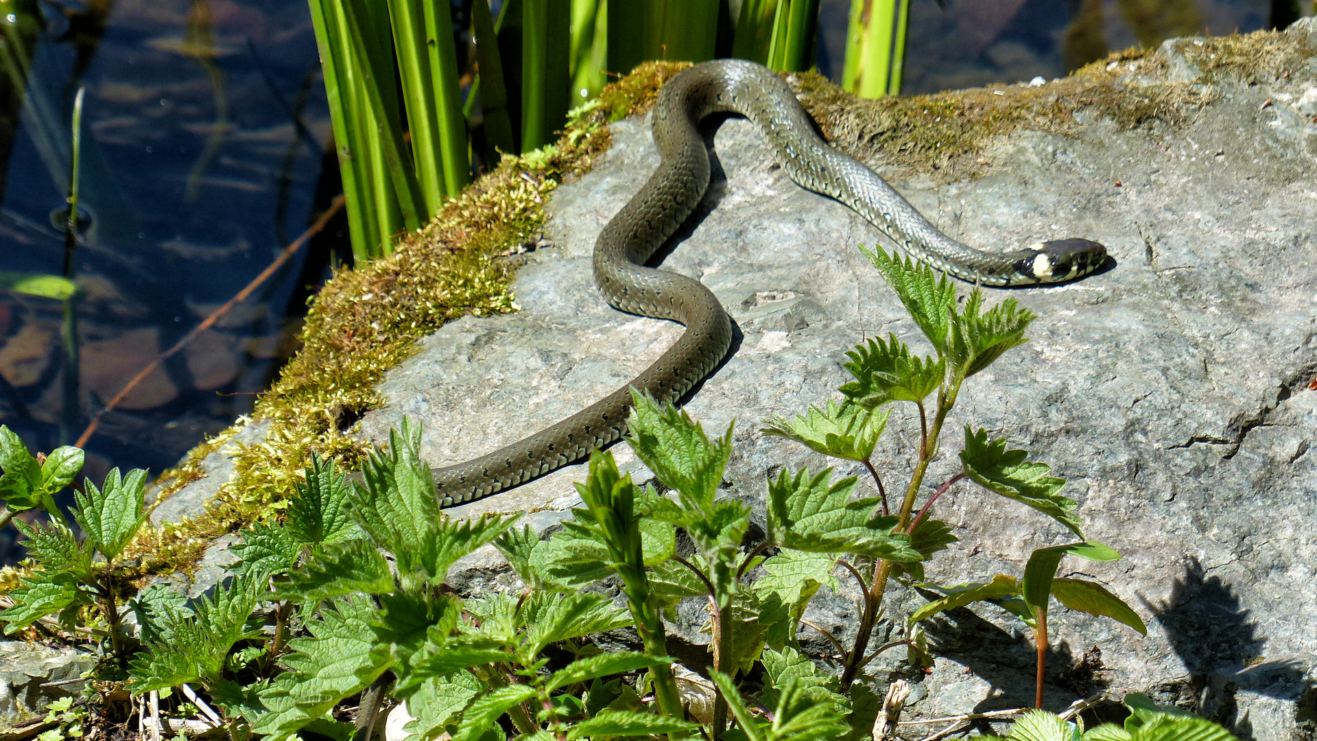 Die Ringelnatter Foto & Bild | tiere, wildlife, amphibien & reptilien ...