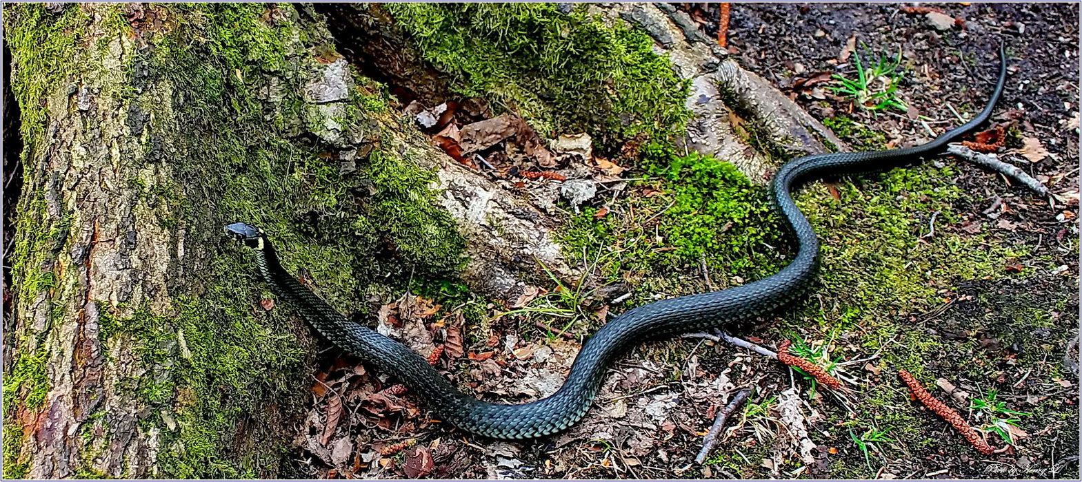 Die Ringelnatter Foto & Bild | wildlife, ringelnatter, natur Bilder auf ...