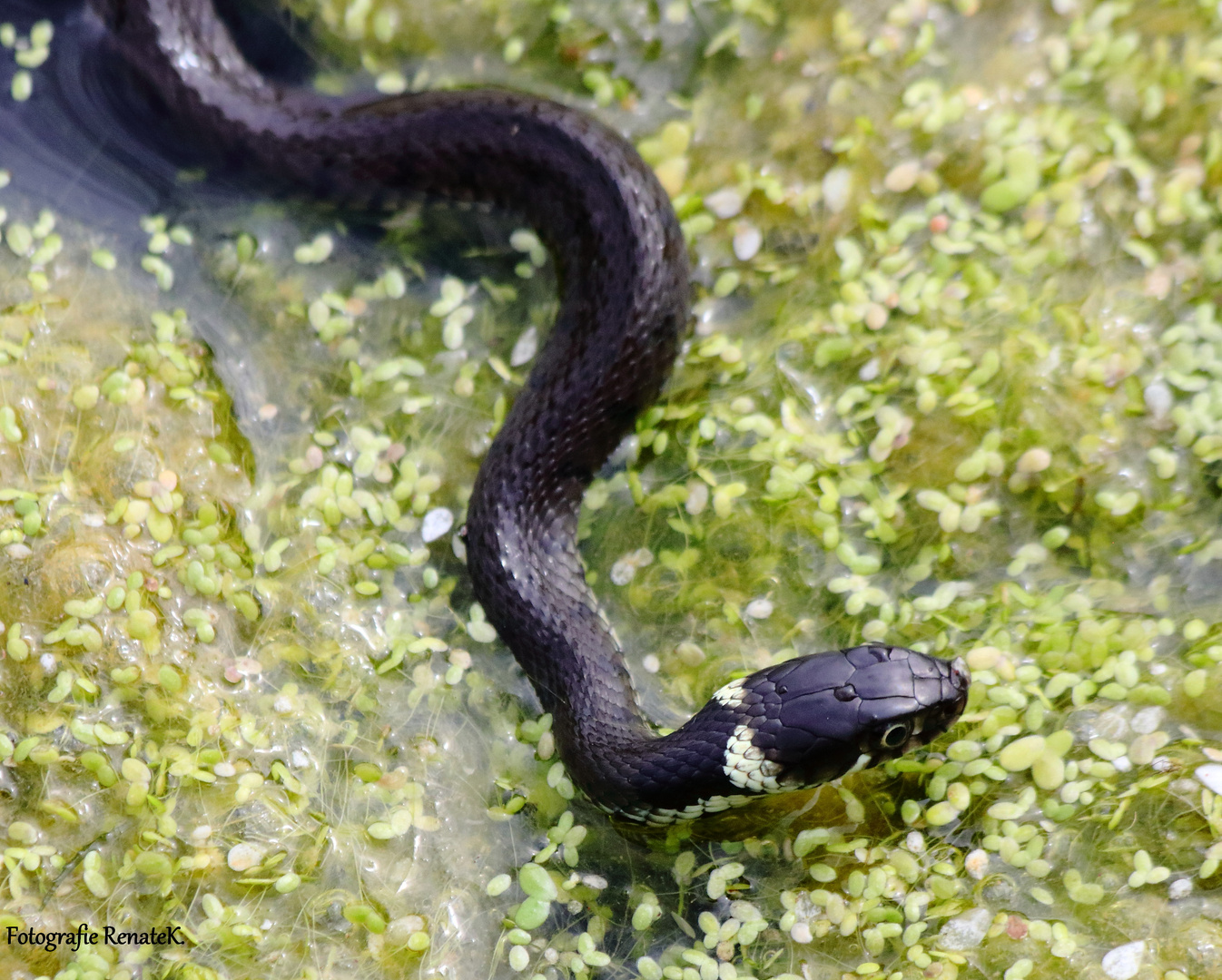 Die Ringelnatter - natrix natrix Foto & Bild | deutschland, europe ...