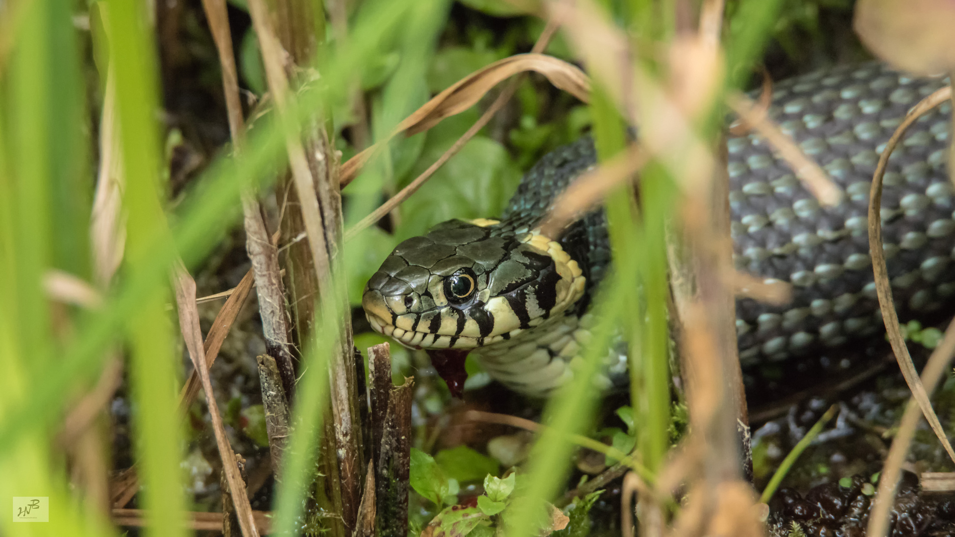 Die Ringelnatter (Natrix natrix) Foto & Bild | tiere, wildlife ...
