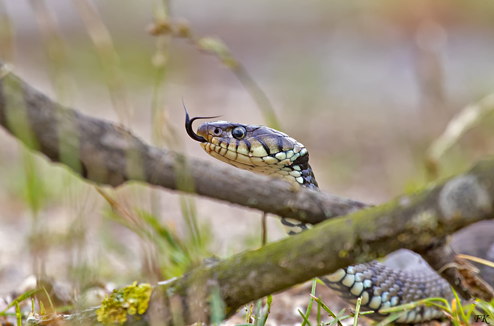 Die Ringelnatter + Natrix natrix Foto & Bild | tiere, wildlife ...