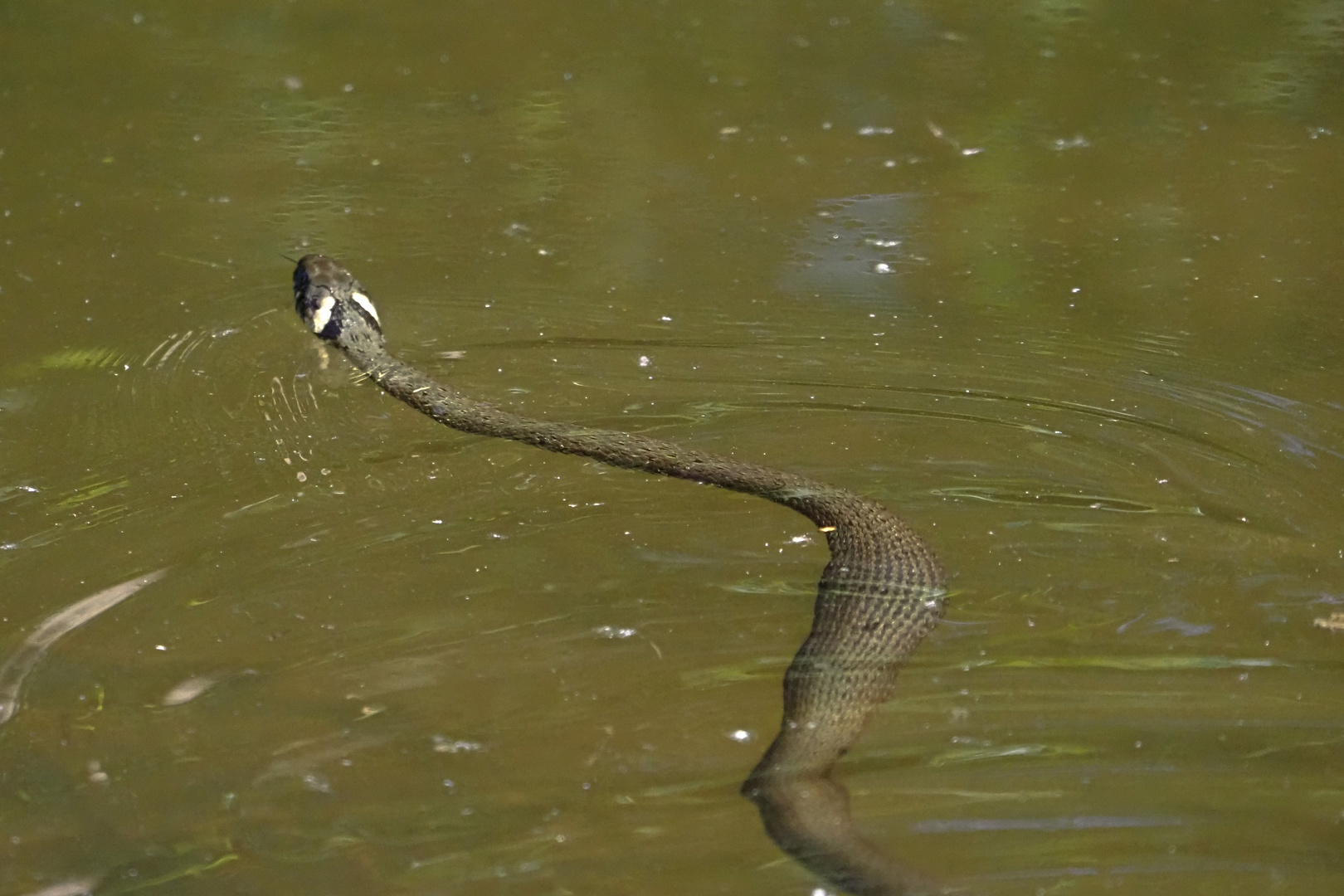 Die Ringelnatter (Natrix natrix) Foto & Bild | tiere, wildlife ...