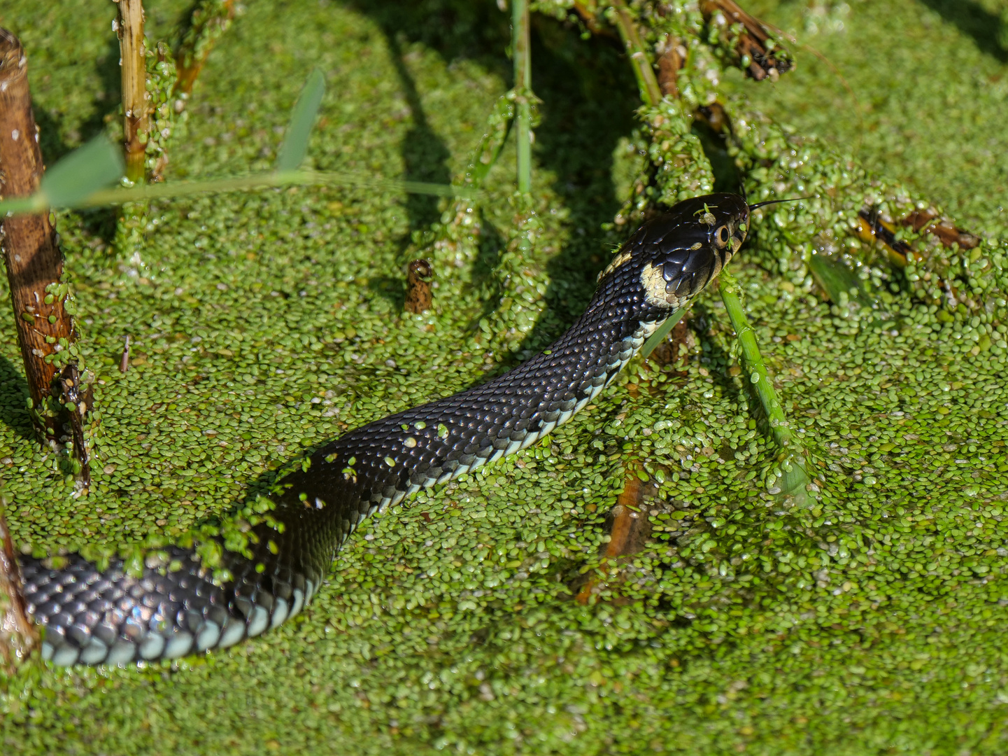 Die Ringelnatter (Natrix natrix) Foto & Bild | tiere, wildlife ...