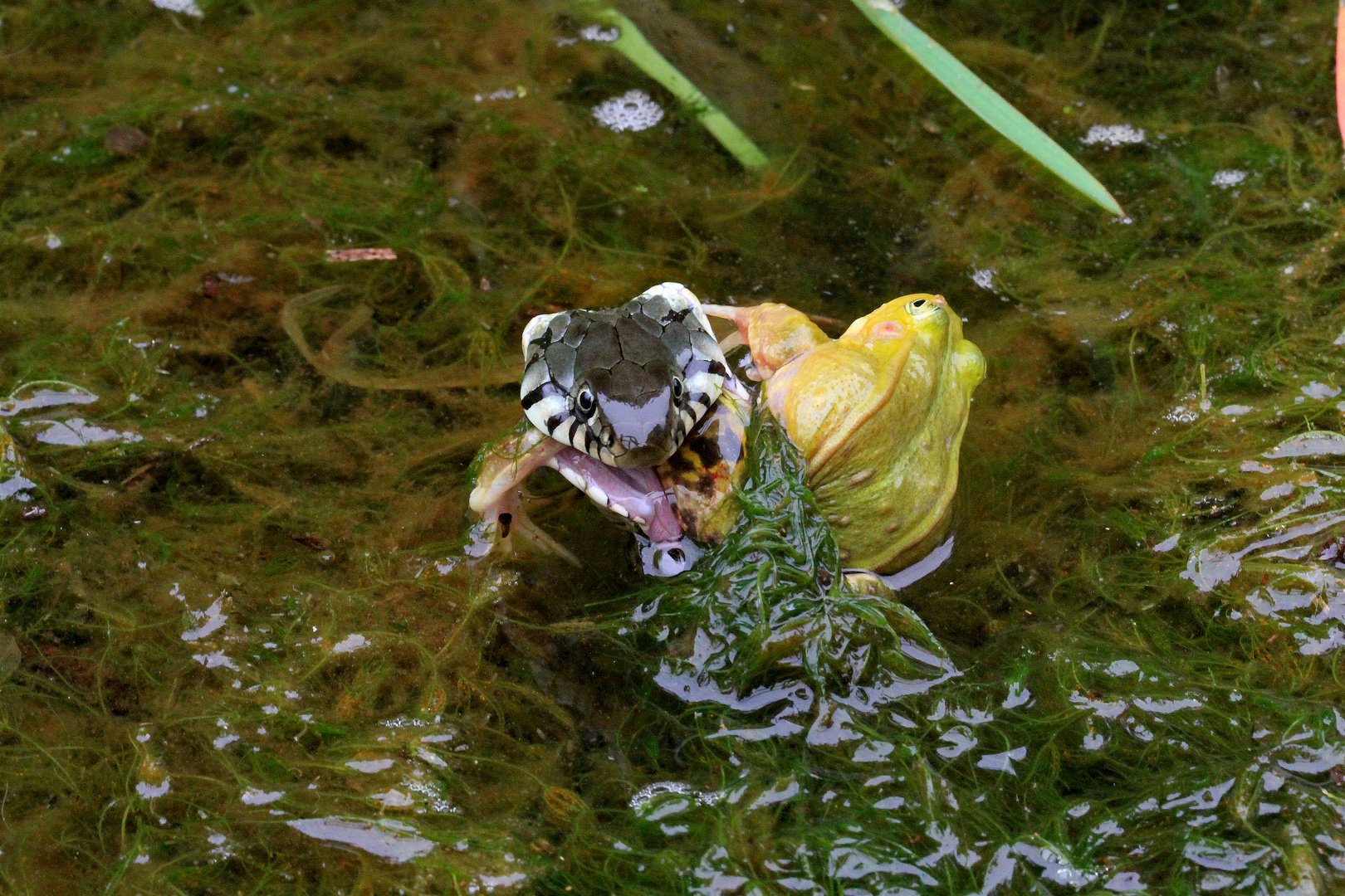 Die Ringelnatter und der Frosch Foto & Bild | tiere, wildlife, natur ...