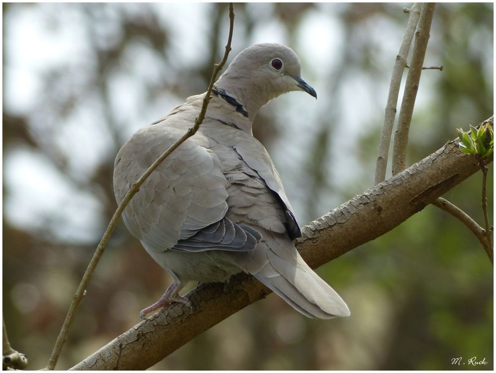 Die Ringeltaube Foto & Bild | jahreszeiten, frühling, natur Bilder auf ...