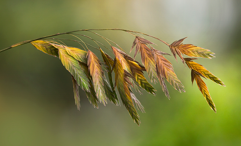 die Rispe Foto & Bild | herbst, gräser, herbstlicht Bilder auf ...