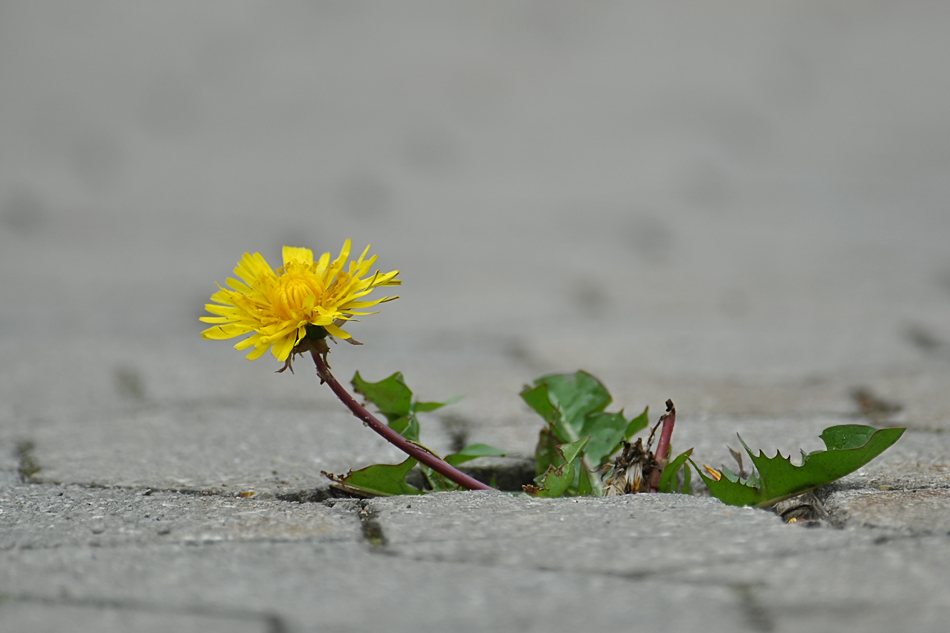 Die Ritze Foto & Bild | pflanzen, pilze & flechten, blüten ...