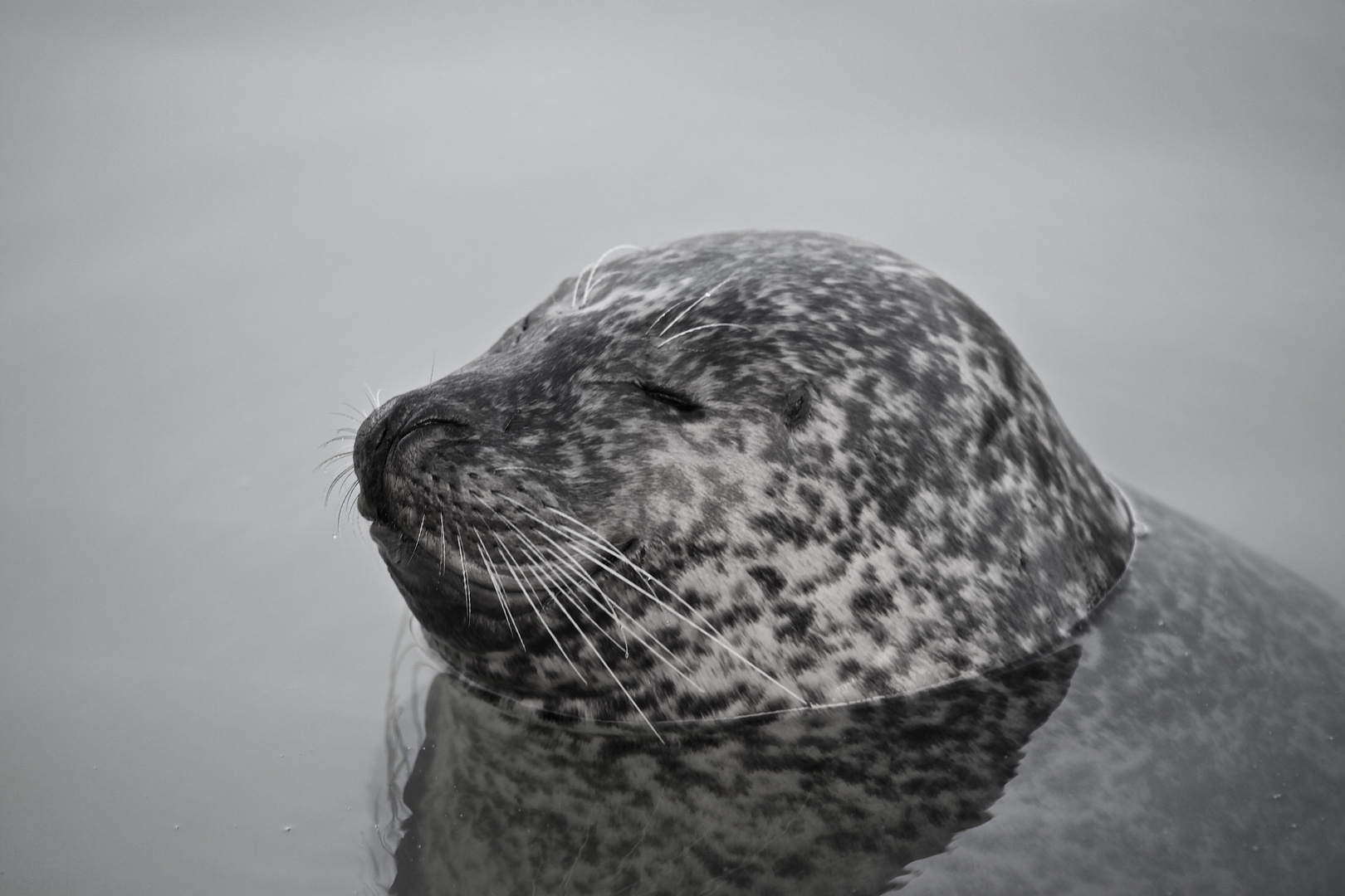 Die Robbe Foto & Bild | tiere, wildlife, säugetiere Bilder auf ...
