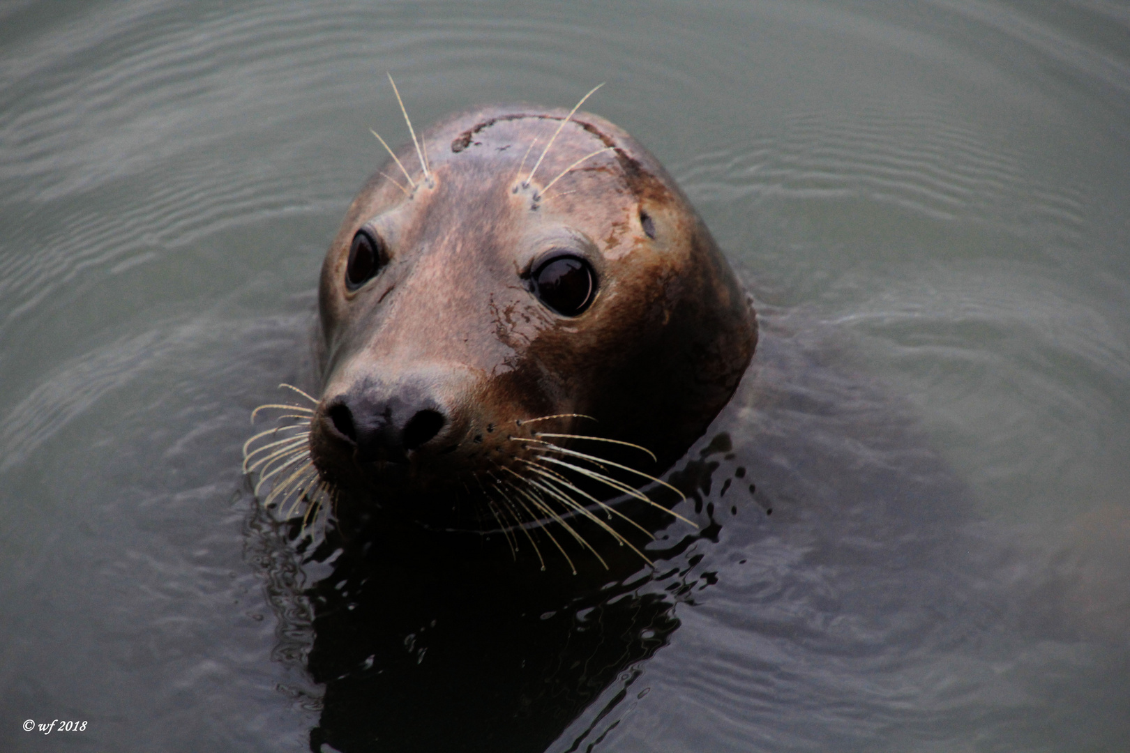 Die Robbe im Hafenbecken Foto & Bild | tiere, wildlife, wildlife ...