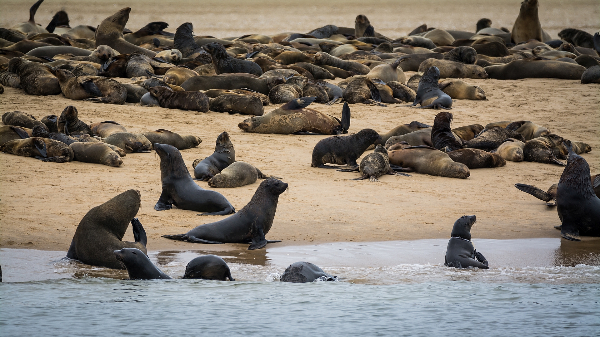 Die Robben von Pelican Point Foto & Bild | world, hafen, natur Bilder ...