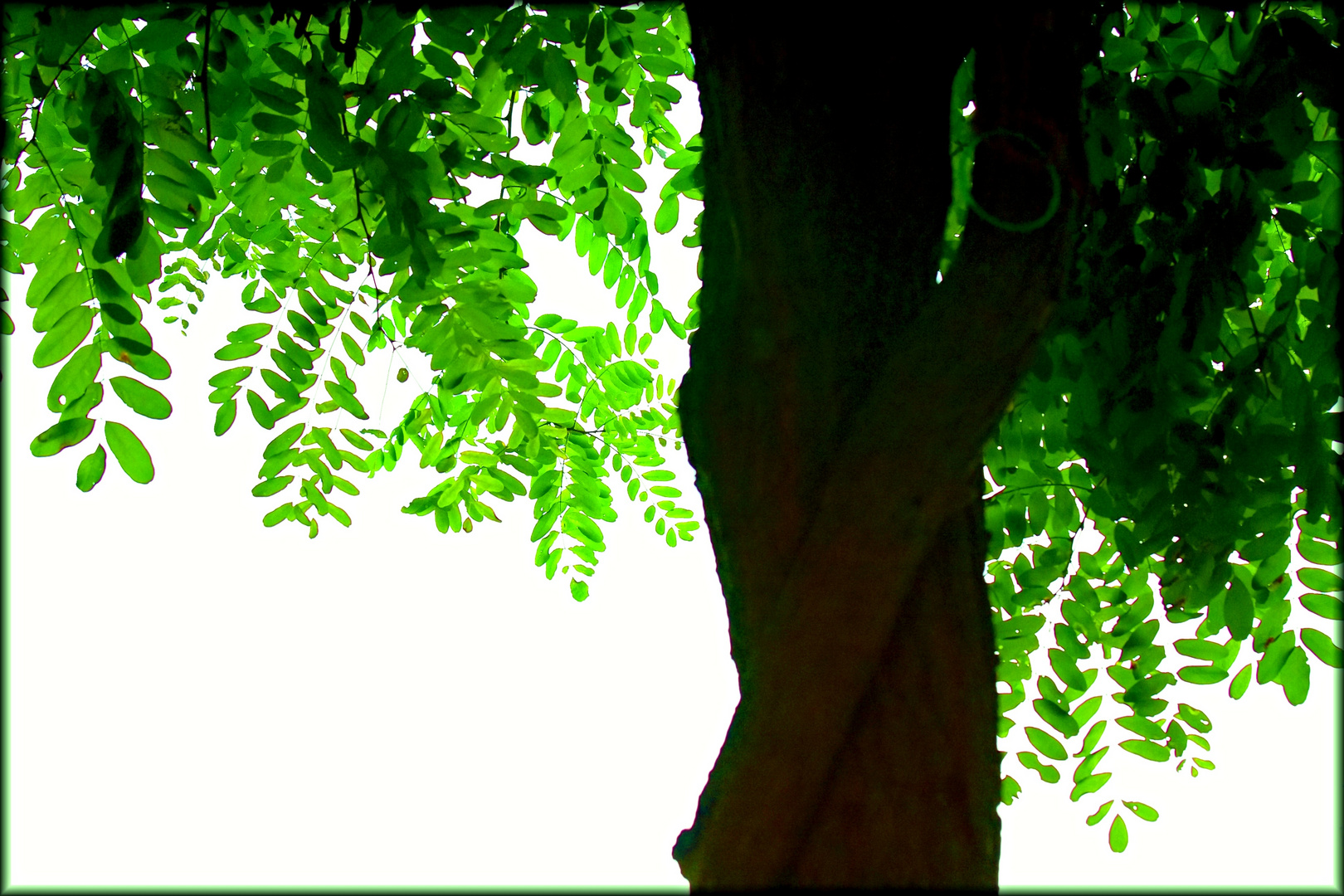 die Robinie Foto & Bild | experimental, spezial, baum Bilder auf ...