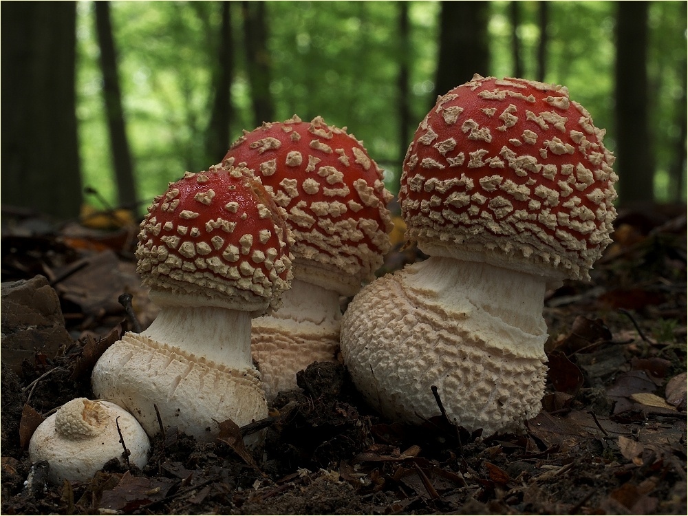 die romantische Ader Foto & Bild | pflanzen, pilze & flechten, pilze ...