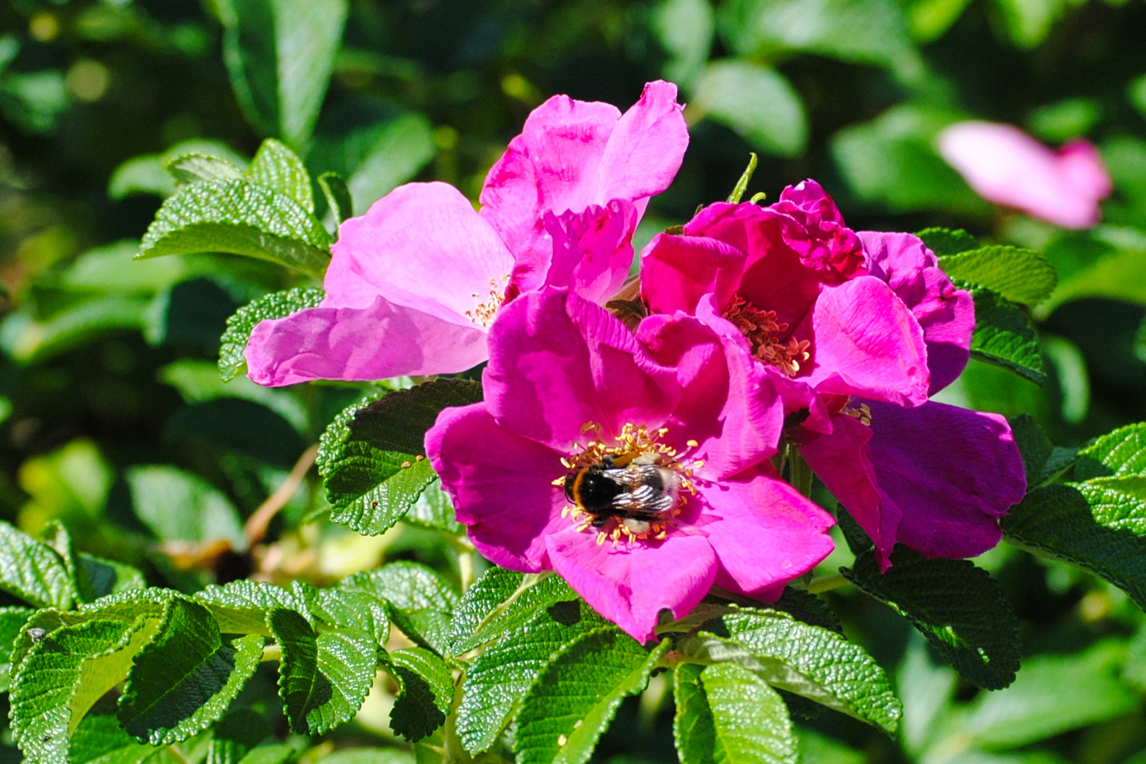 Die Rosa Rugosa Foto & Bild | pflanzen, pilze & flechten, blüten ...
