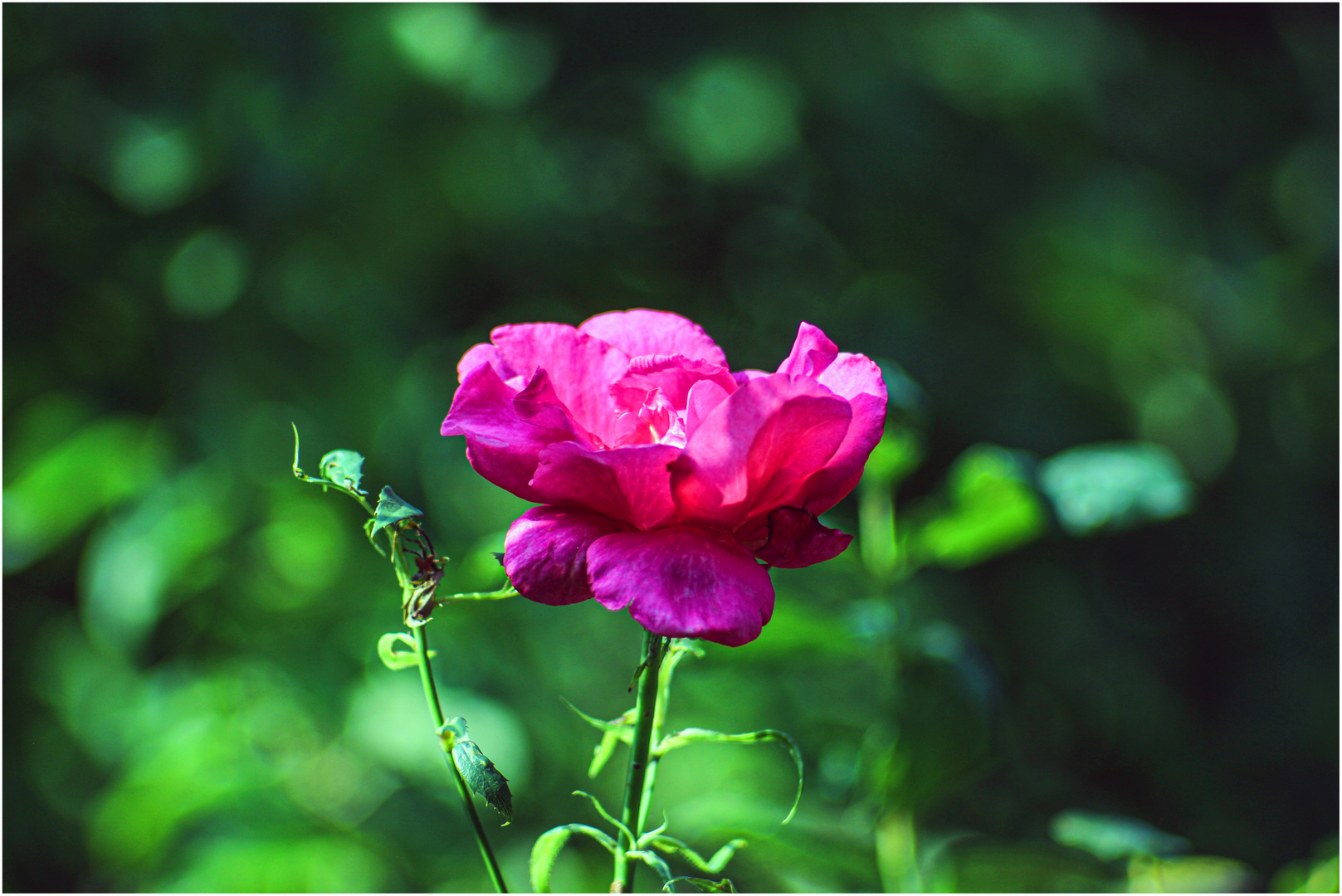 Die Rose ... Foto & Bild | natur, blumen, blüten Bilder auf fotocommunity