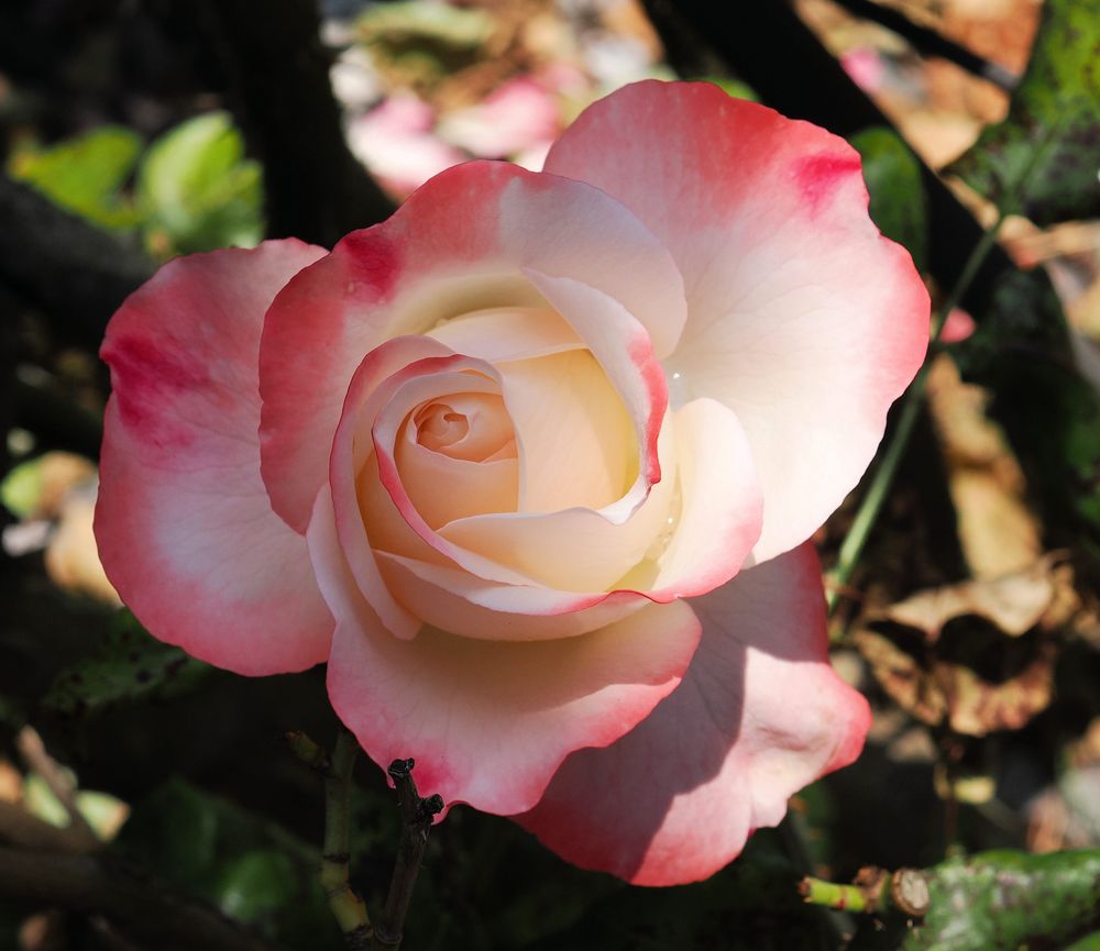 Die Rosen … Foto & Bild | fotos, natur, rosen Bilder auf fotocommunity