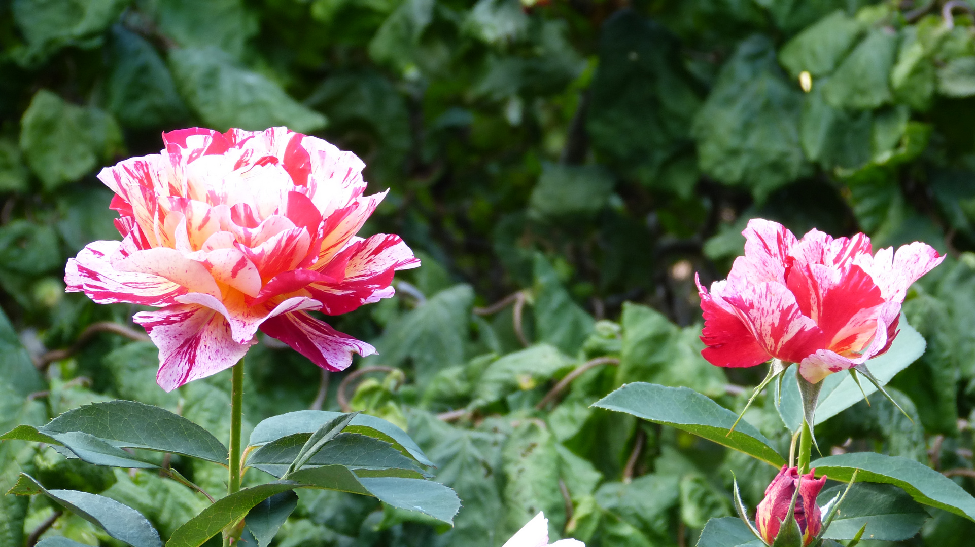 Die Rosen Foto & Bild | projekte, 3 - mittwochsblümchen, thementage ...