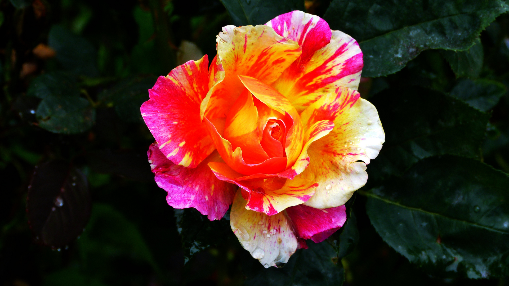 die Rosen Foto & Bild | pflanzen, pilze & flechten, blüten ...