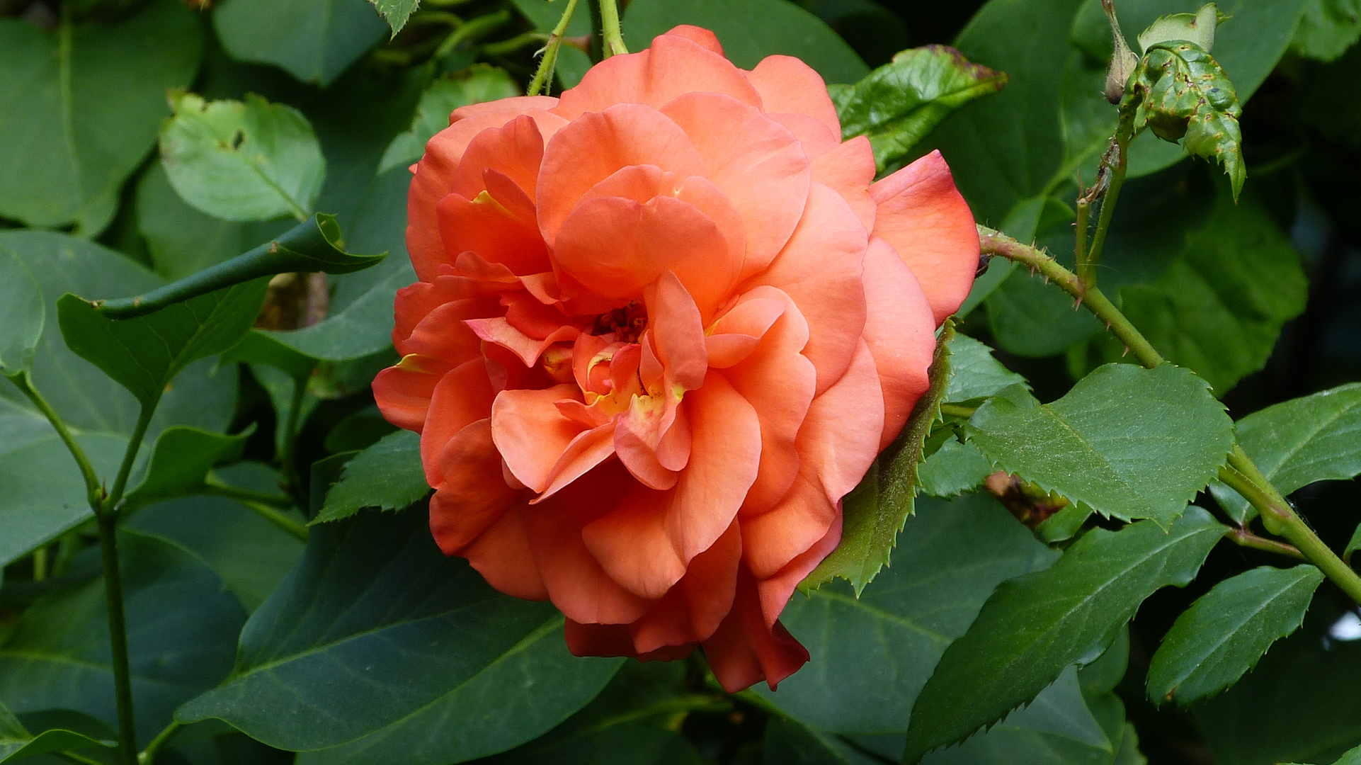 die Rosen meiner Frau Foto & Bild | projekte, 3 - mittwochsblümchen ...