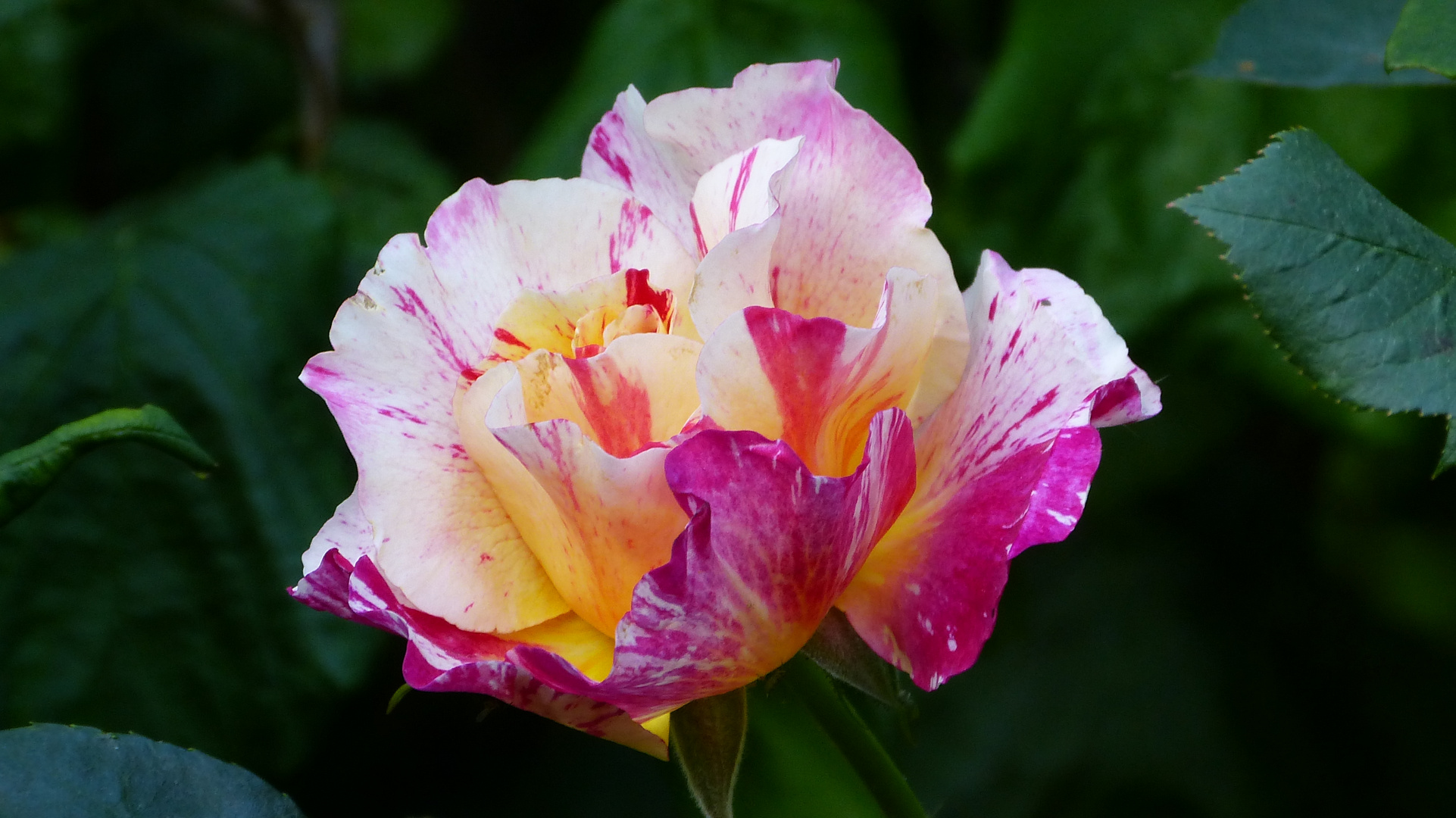 die Rosen meiner Frau Foto & Bild | projekte, 3 - mittwochsblümchen ...