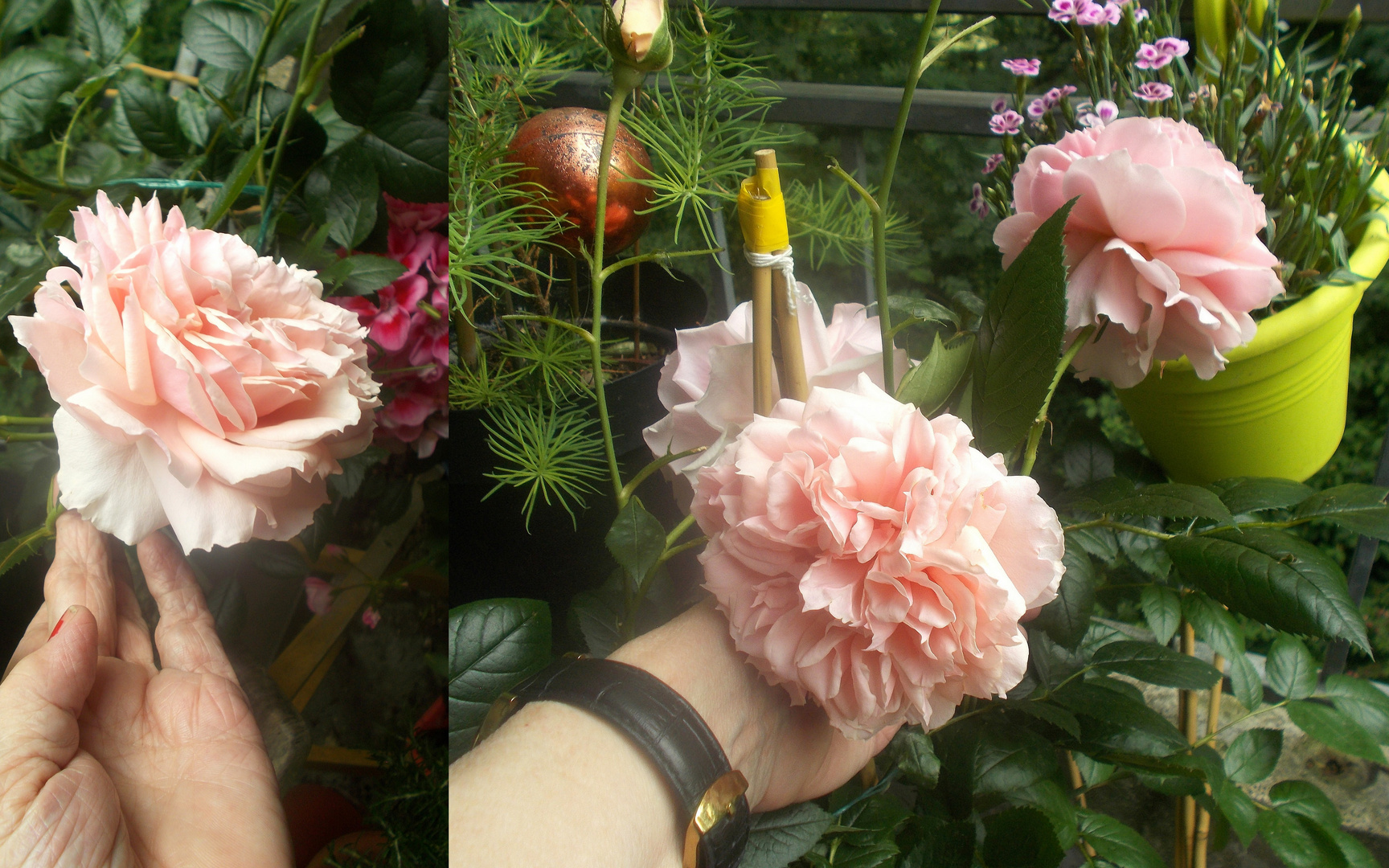 die Rosen-Serie geht weiter...... Foto & Bild | rosa, rosen, duft ...