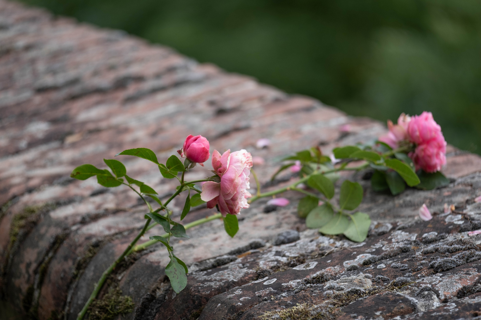 Die Rosen sind müde Foto & Bild | pflanzen, pilze & flechten, blüten ...