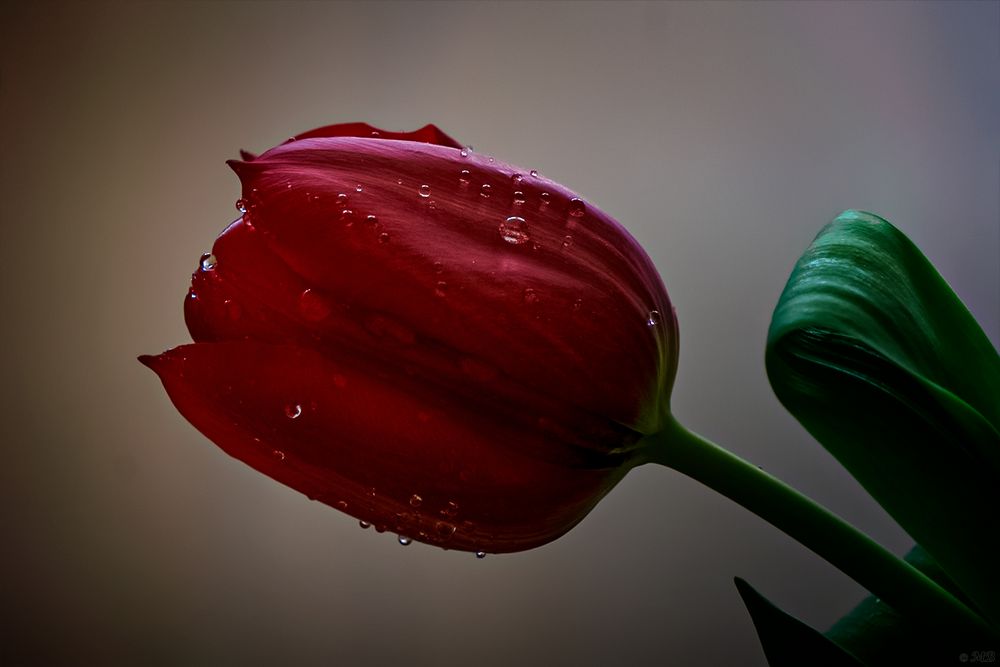Die Rote Foto & Bild | stillleben, projekte, natur-kreativ Bilder auf fotocommunity