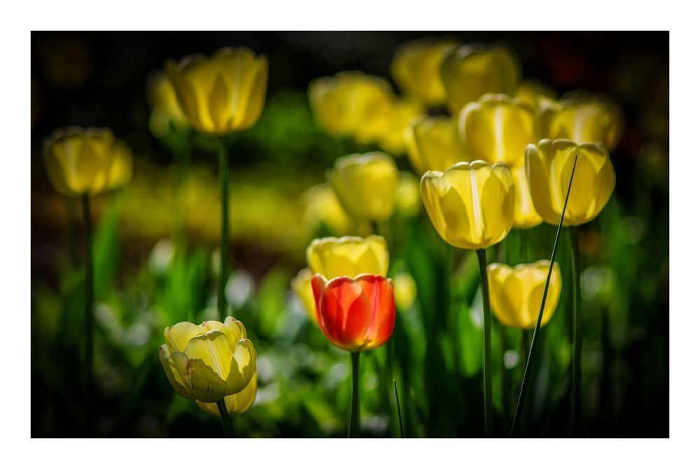 Die Rote Foto & Bild | tulpen, natur, blumen Bilder auf fotocommunity