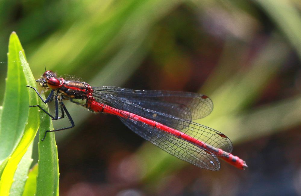 die rote Kleine Foto & Bild | natur, libelle, insekten Bilder auf ...
