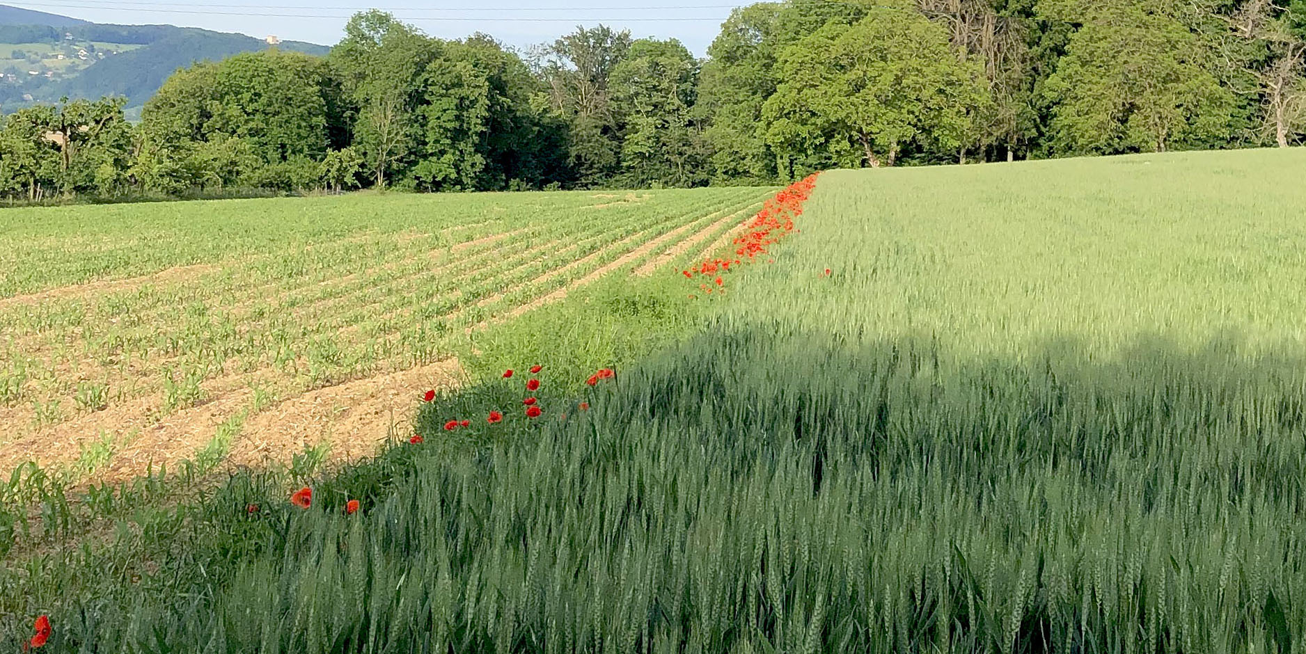 Die rote Linie Foto & Bild | kornfeld, schweiz, mohm Bilder auf ...