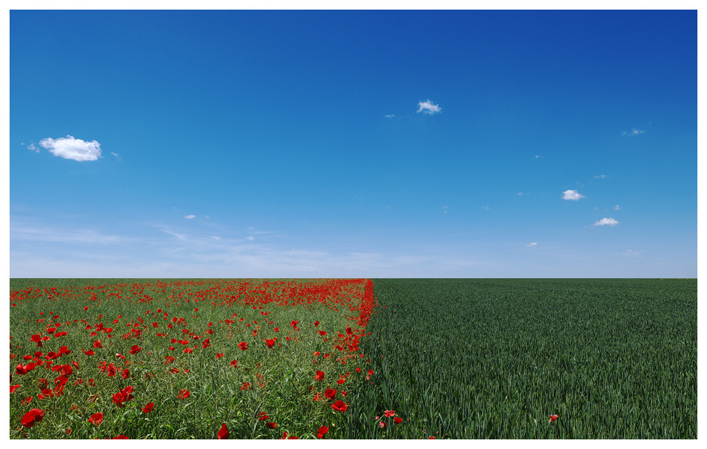 Die rote Linie Foto & Bild | pflanzen, pilze & flechten, getreide und ...