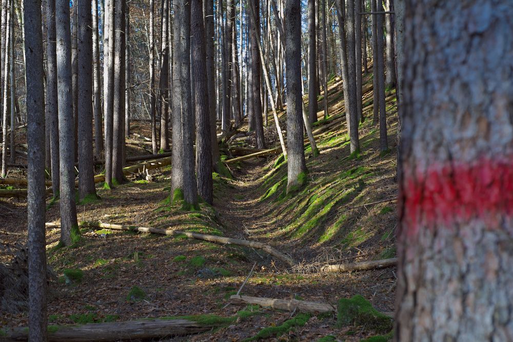 Die rote Linie Foto & Bild | landschaft, konzept- fotografie, wald ...