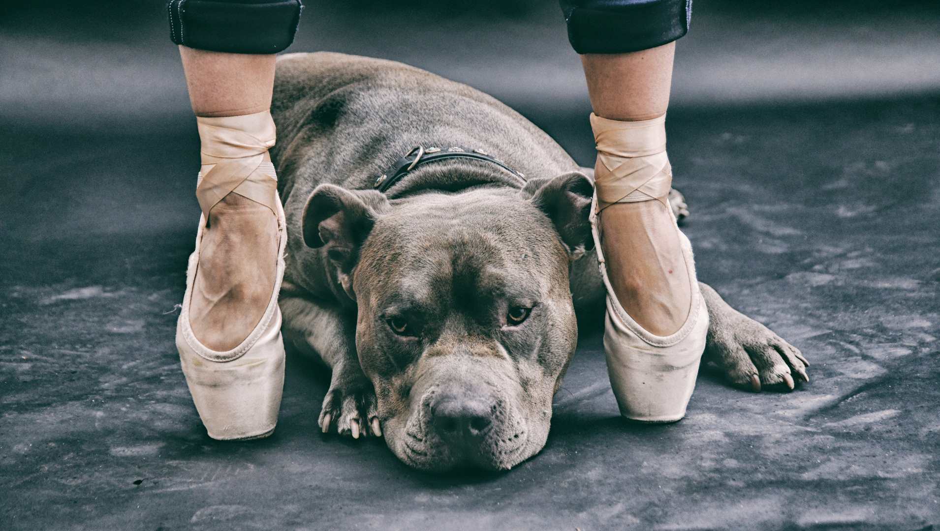 die ruhe behalten Foto & Bild | street, hunde, hund Bilder auf ...