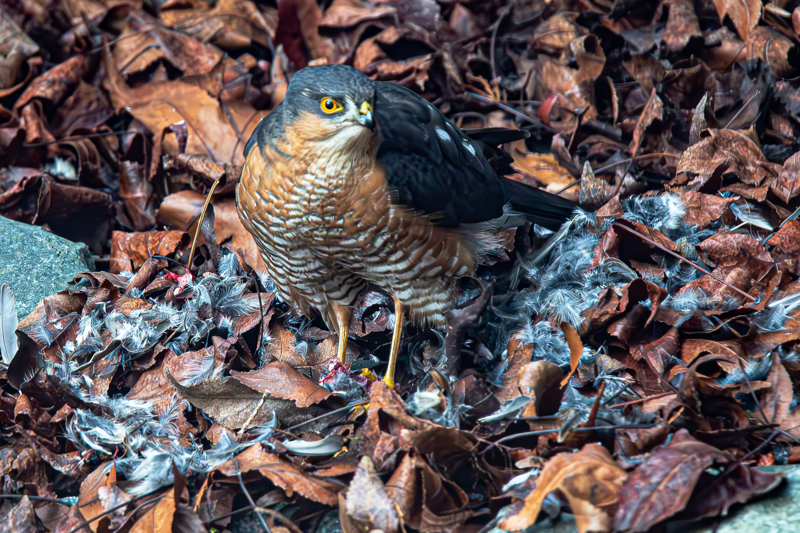 Die Rupfung Foto & Bild | natur, federn, laub Bilder auf fotocommunity