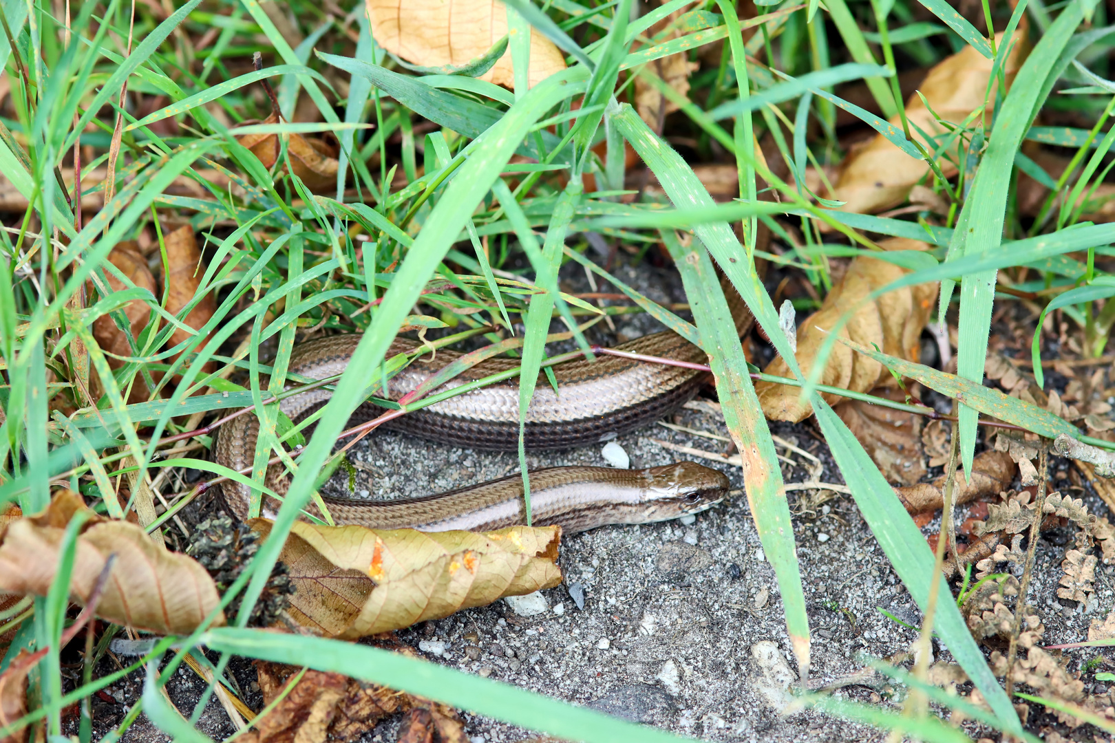 die Schleiche Foto & Bild | natur, tiere, wildlife Bilder auf fotocommunity