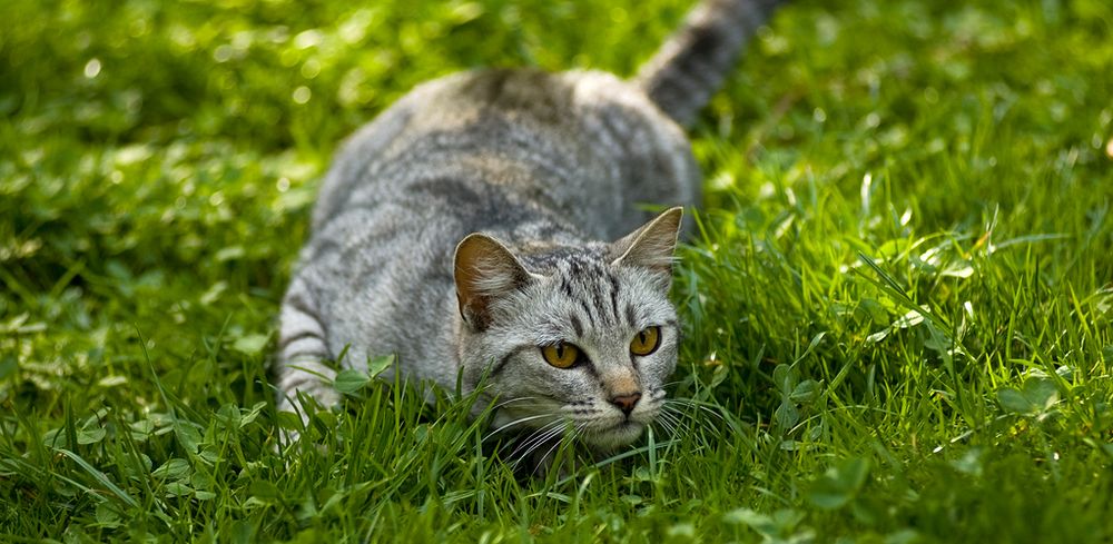 Die schleichende Lilly Foto & Bild | tiere, haustiere, katzen Bilder ...