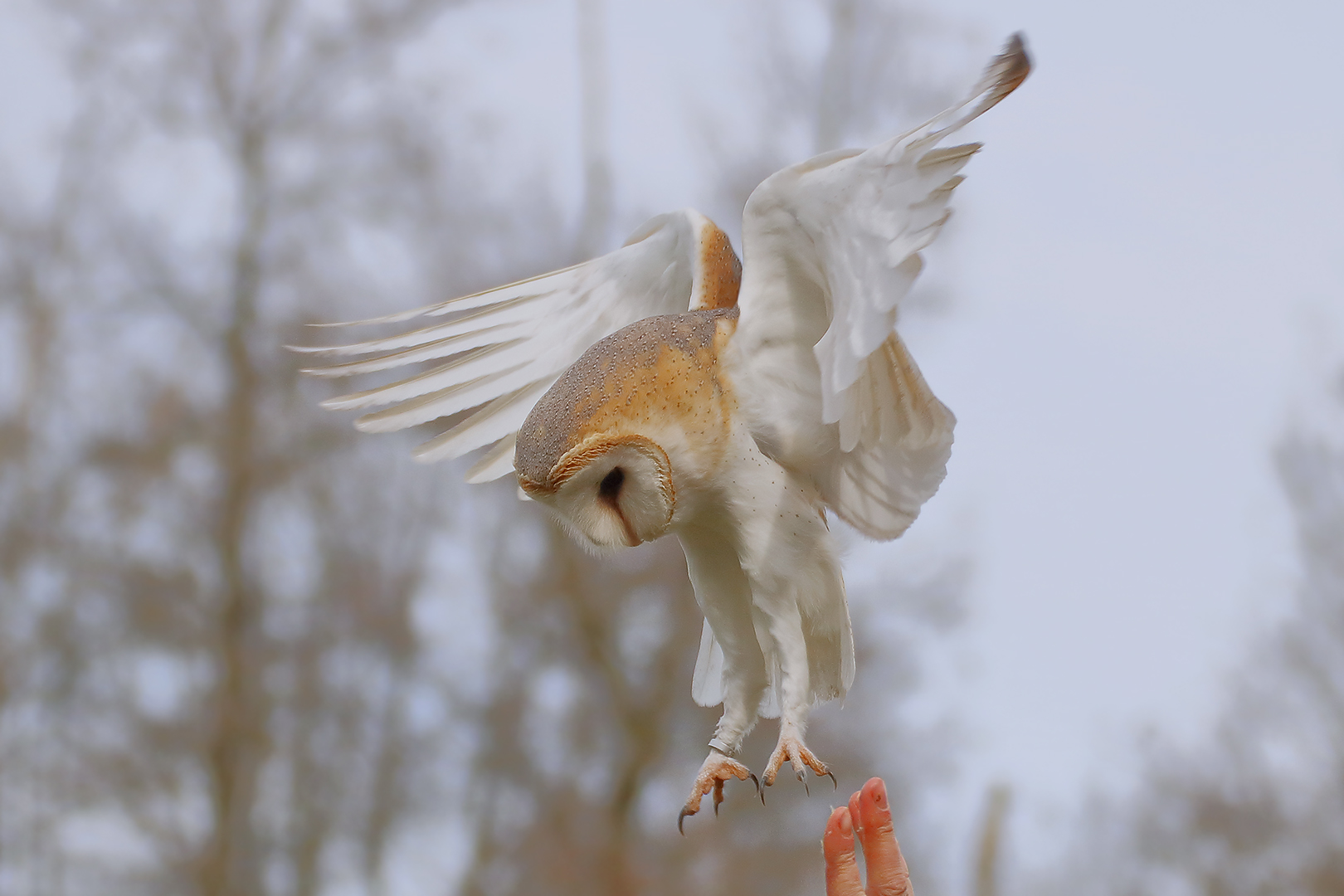 Die Schleiereule im Rüttelflug Foto & Bild | fotos, youth, natur Bilder auf fotocommunity