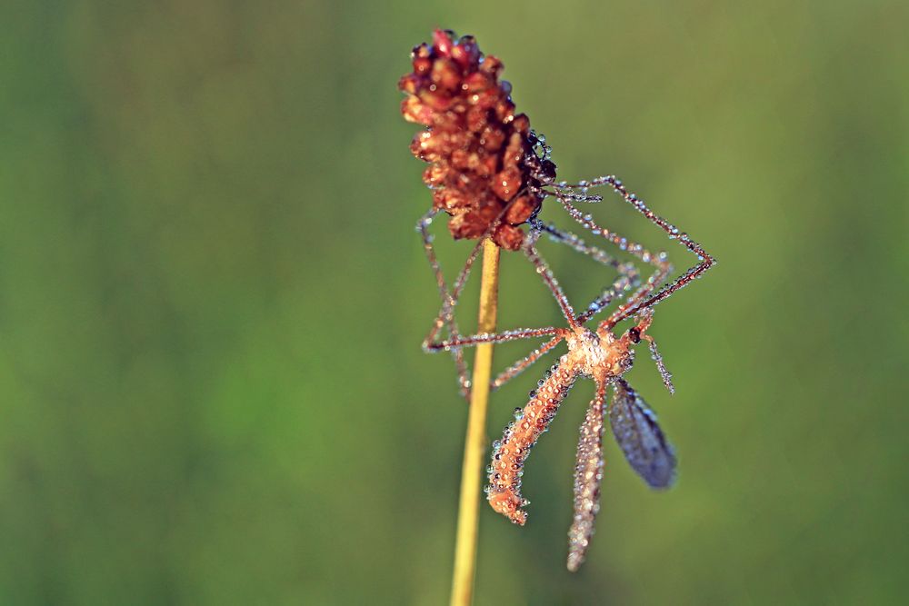 Die Schnake... Foto & Bild | nah- & makro, tiere, wildlife Bilder auf ...