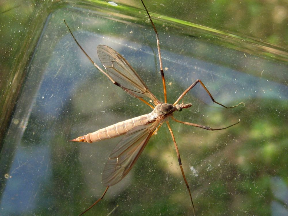 Die Schnake Foto & Bild | insekten, natur, tiere Bilder auf fotocommunity