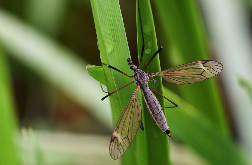 die Schnake (Tipula sp.) Foto & Bild | wasser, makro, natur Bilder auf ...