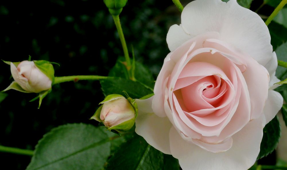 Die Schöne Foto & Bild | fotos, outdoor, natur Bilder auf fotocommunity