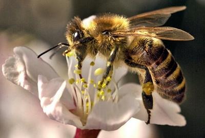 die schöne biene Foto & Bild | tiere, wildlife, insekten Bilder auf ...