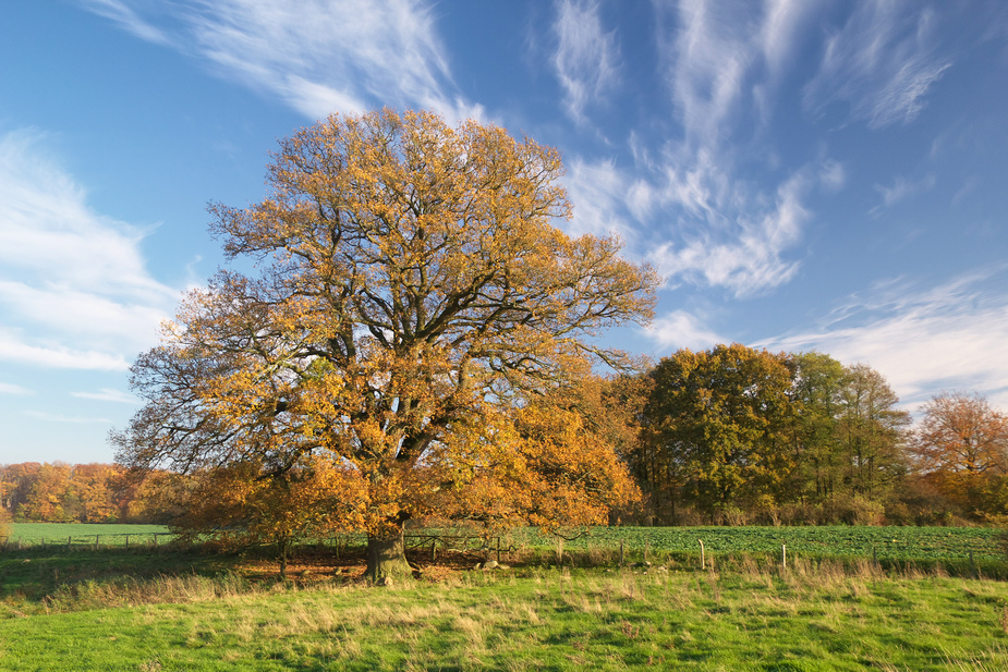 Die schöne Eiche Foto & Bild | pflanzen, pilze & flechten, bäume ...