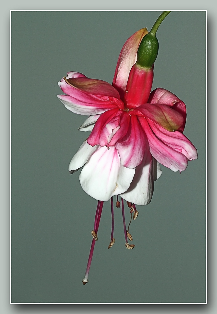 Die schöne Fuchsien-Blüte Foto & Bild | pflanzen, pilze & flechten ...