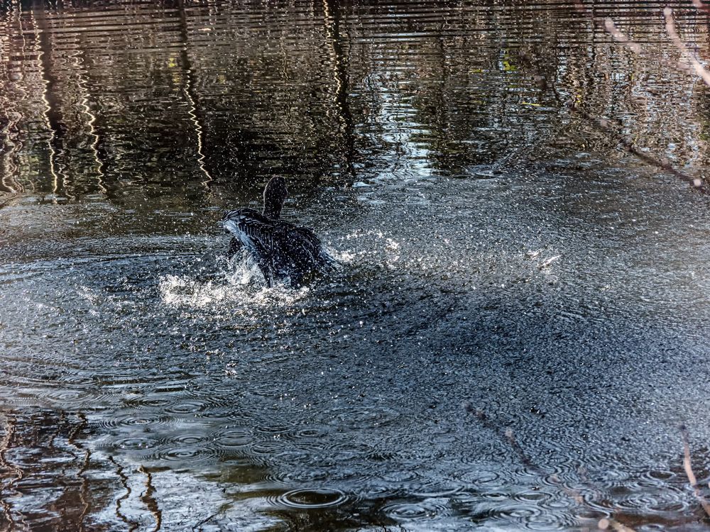 Die Schöne im Bade Foto & Bild | tiere, wildlife, wild lebende vögel ...