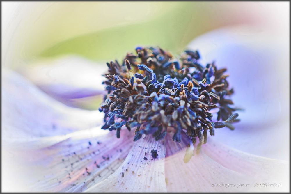 Die Schönheit.... Foto & Bild | natur-makros, projekte, natur-kreativ Bilder auf fotocommunity