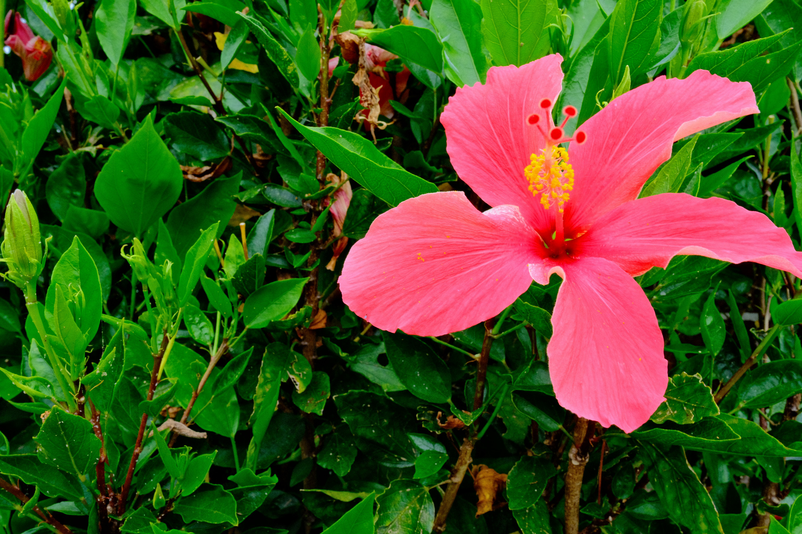 Die Schönheit einer Blume Foto & Bild | monatswettbewerbe natur, foto ...