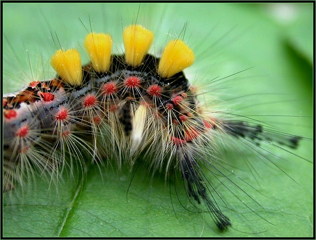 Die schönste Raupe...... Foto & Bild | tiere, wildlife, schmetterlinge ...