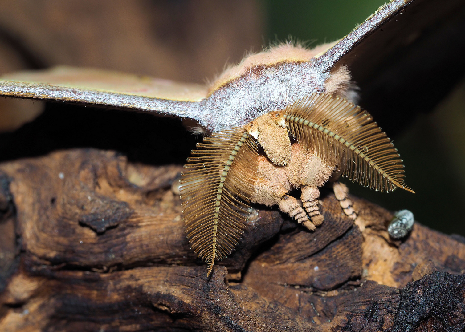 Die schönsten Fühler der Welt :) Foto & Bild | fotos, natur, insekt ...